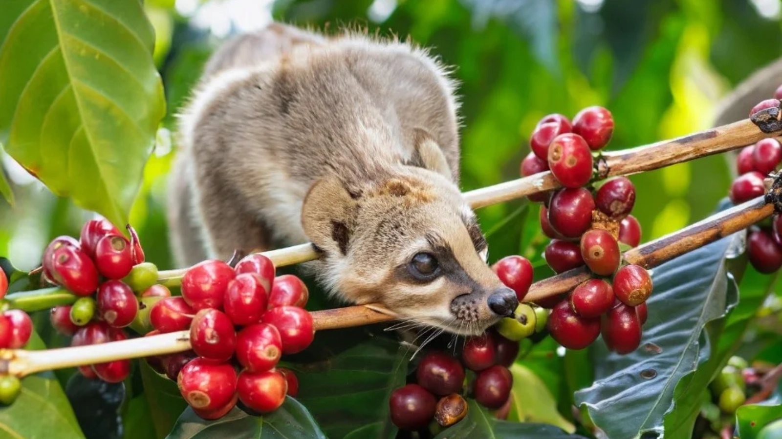 Kopi Luwak Coffee Production How It Is Made FNB Coffee Indonesia Kopi Luwak Coffee Production How It Is Made FNB Coffee Indonesia