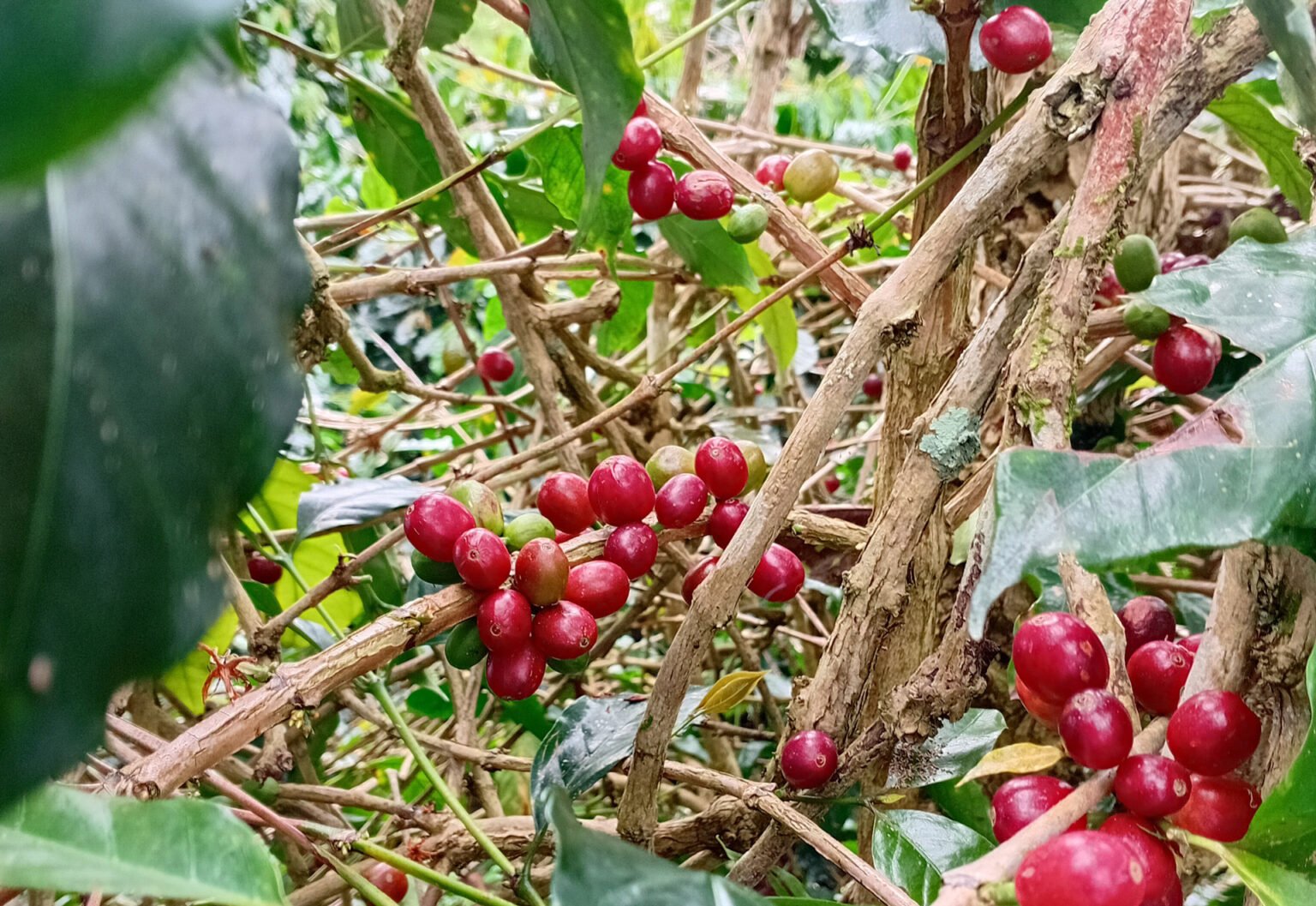 Wholesale - FNB Coffee - Indonesia Green Coffee Beans Supplier