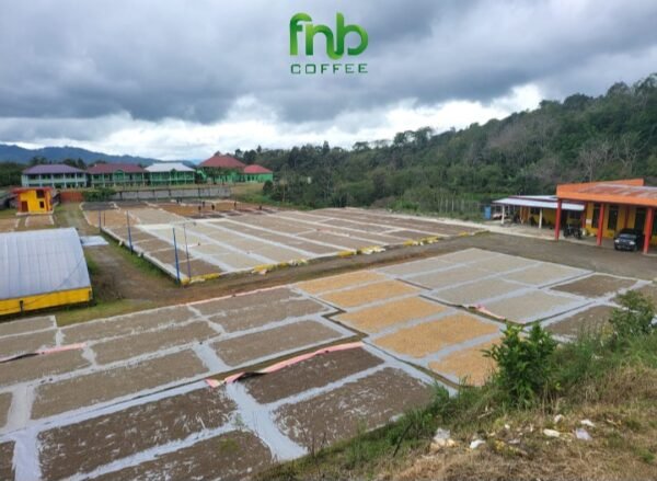 Notre histoire - FNB Coffee - Fournisseur de grains de café vert d ...