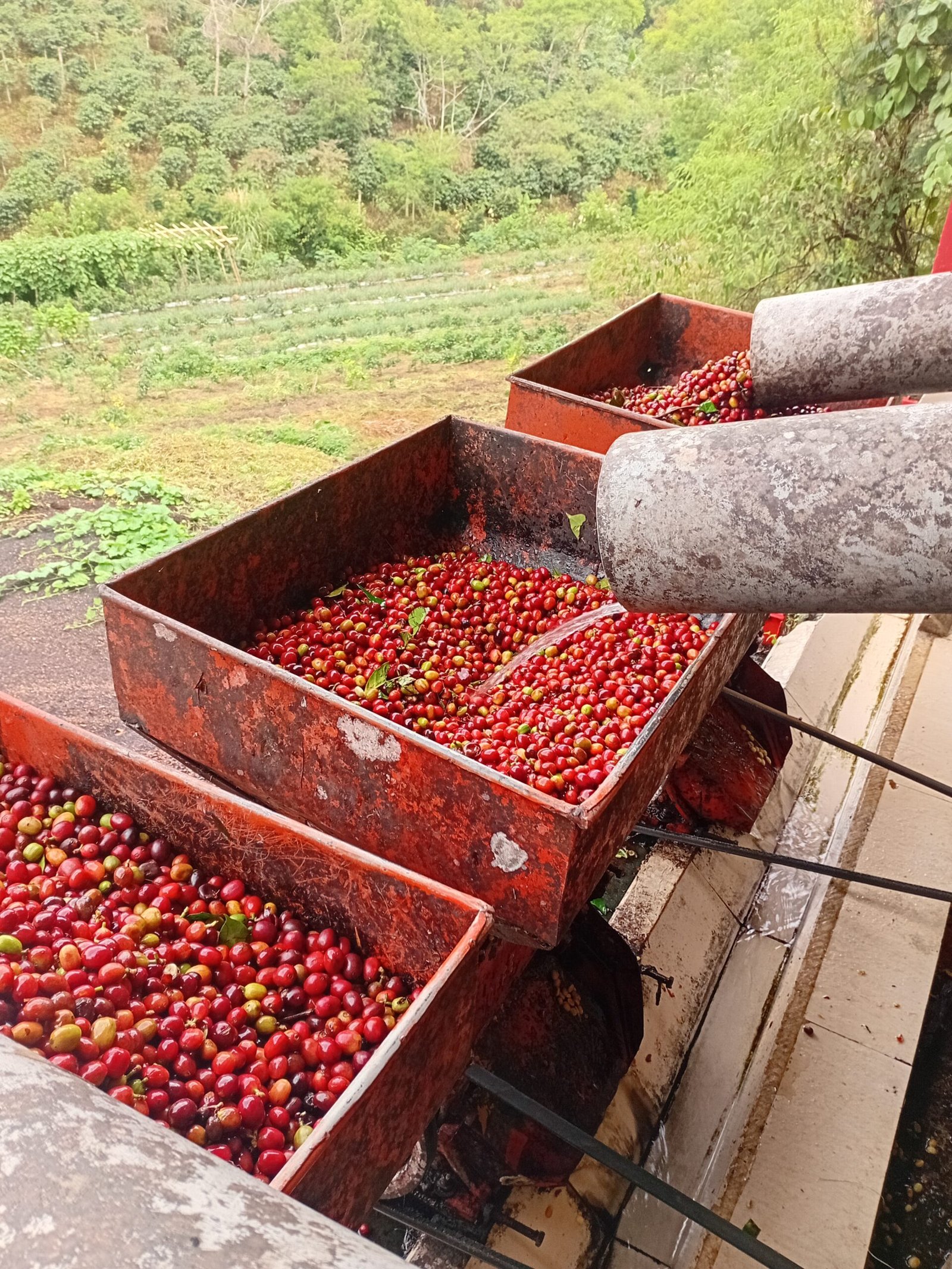 Beans Process - FNB Coffee - Indonesia Green Coffee Beans Supplier