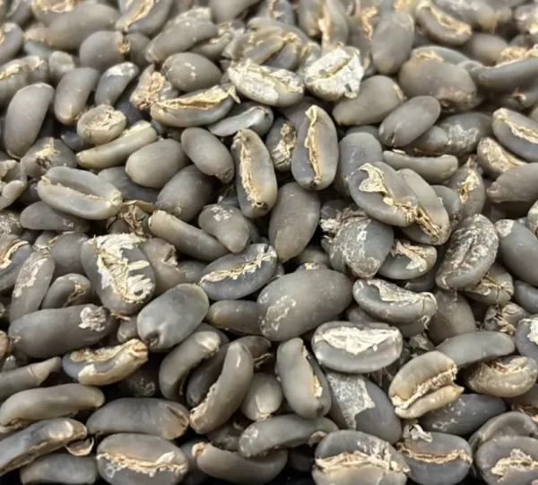 Abyssinian Coffee - FNB Coffee - Indonesia Green Coffee Beans Supplier