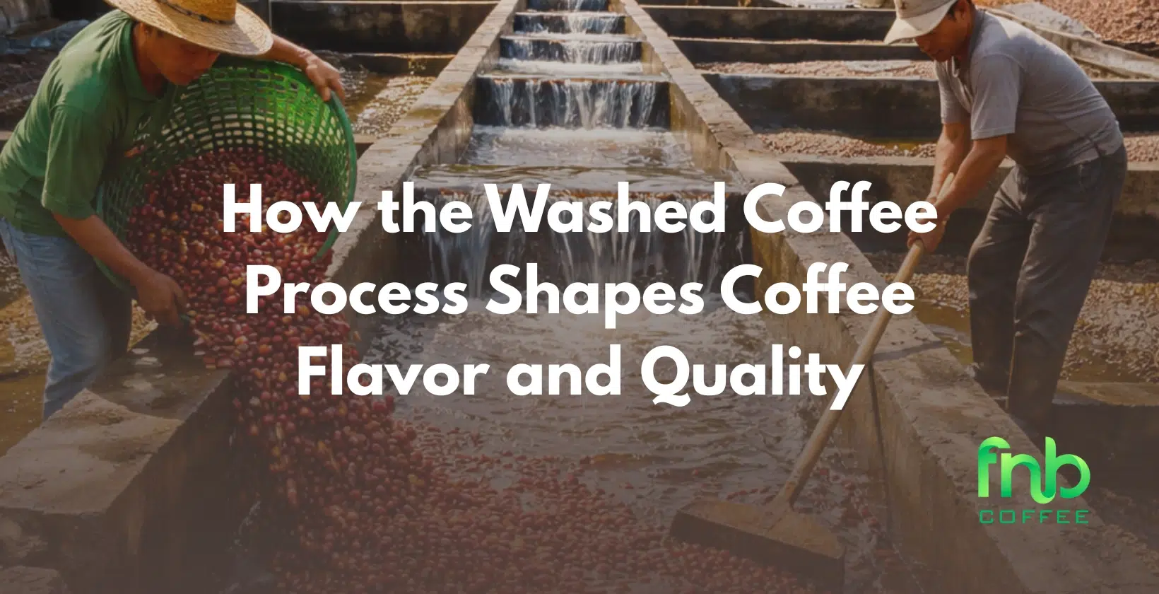 How the Washed Coffee Process Shapes Coffee Flavor and Quality - FNB Coffee - Indonesia Green ...